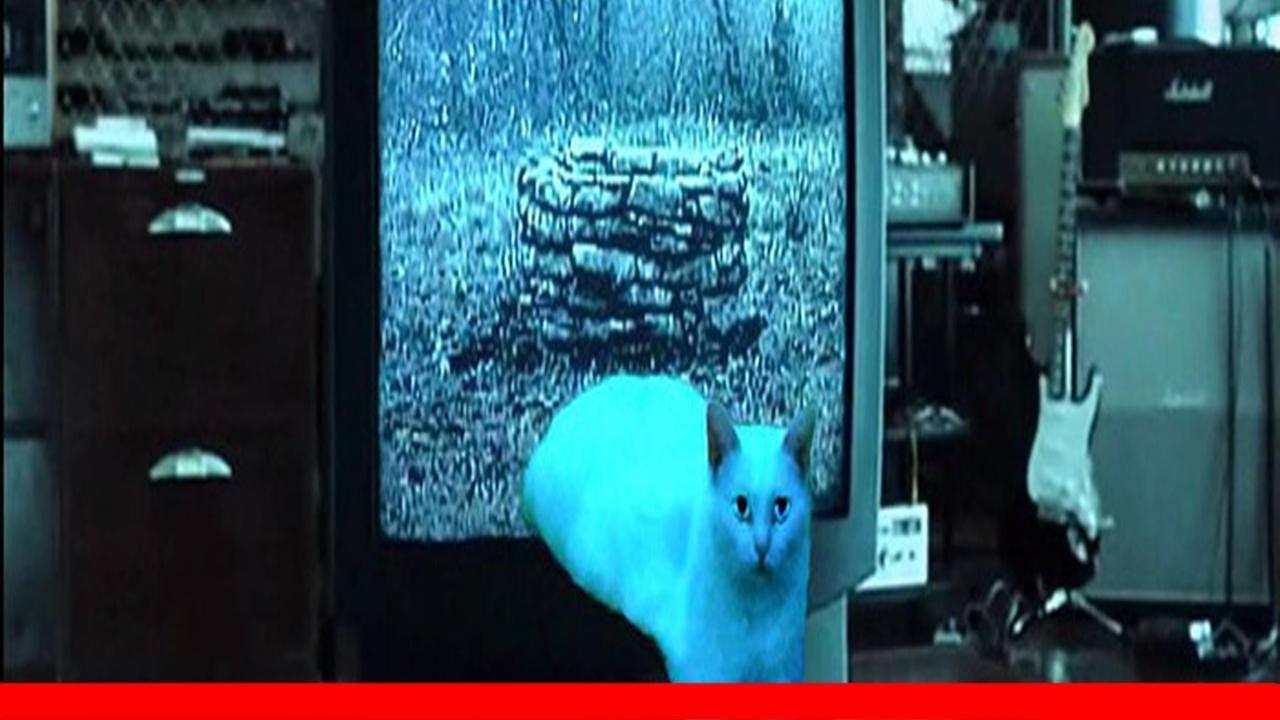 Awkward Half-Cat Inspires Hilarious Photoshop Battle (75 Pics) 😂 - YouTube