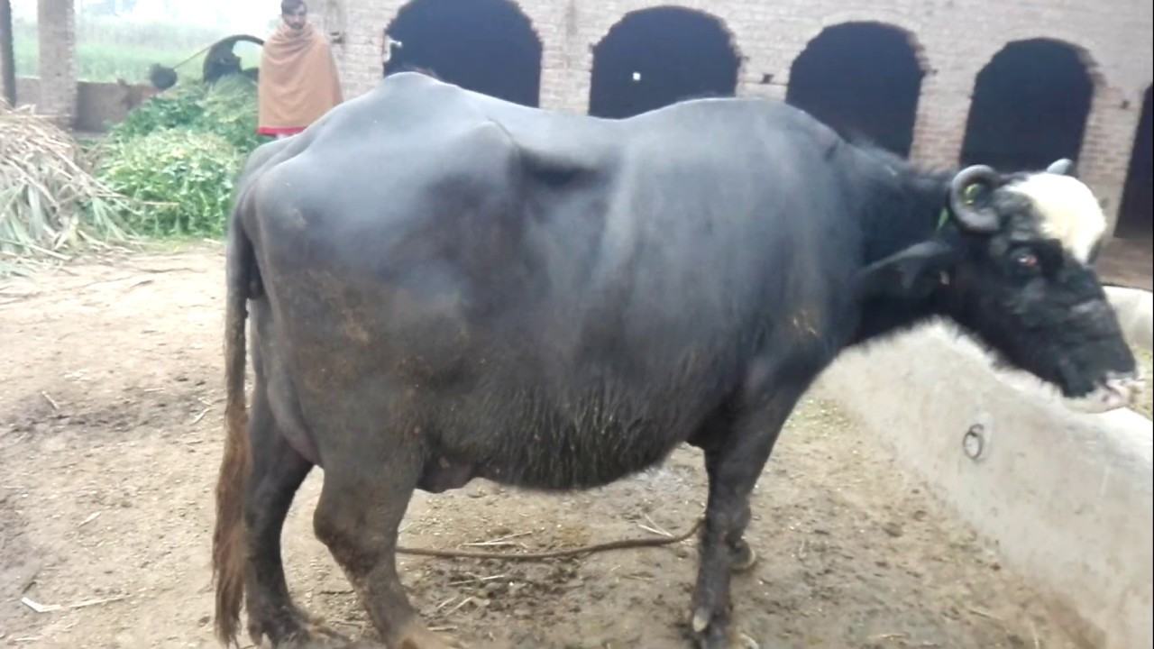 Nili Ravi buffalo for sale in Pakistan on YouTube - YouTube