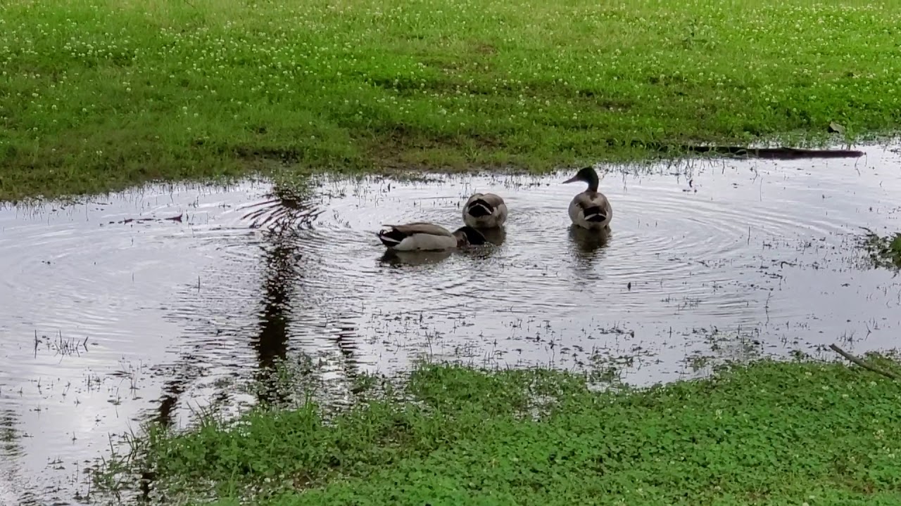 Ducks playing in puddle - YouTube
