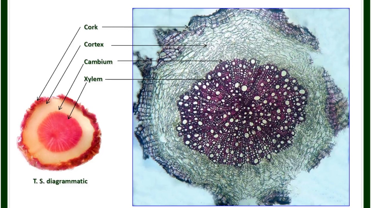 Rauwolfia root Microscopy K S Laddha ICT - YouTube