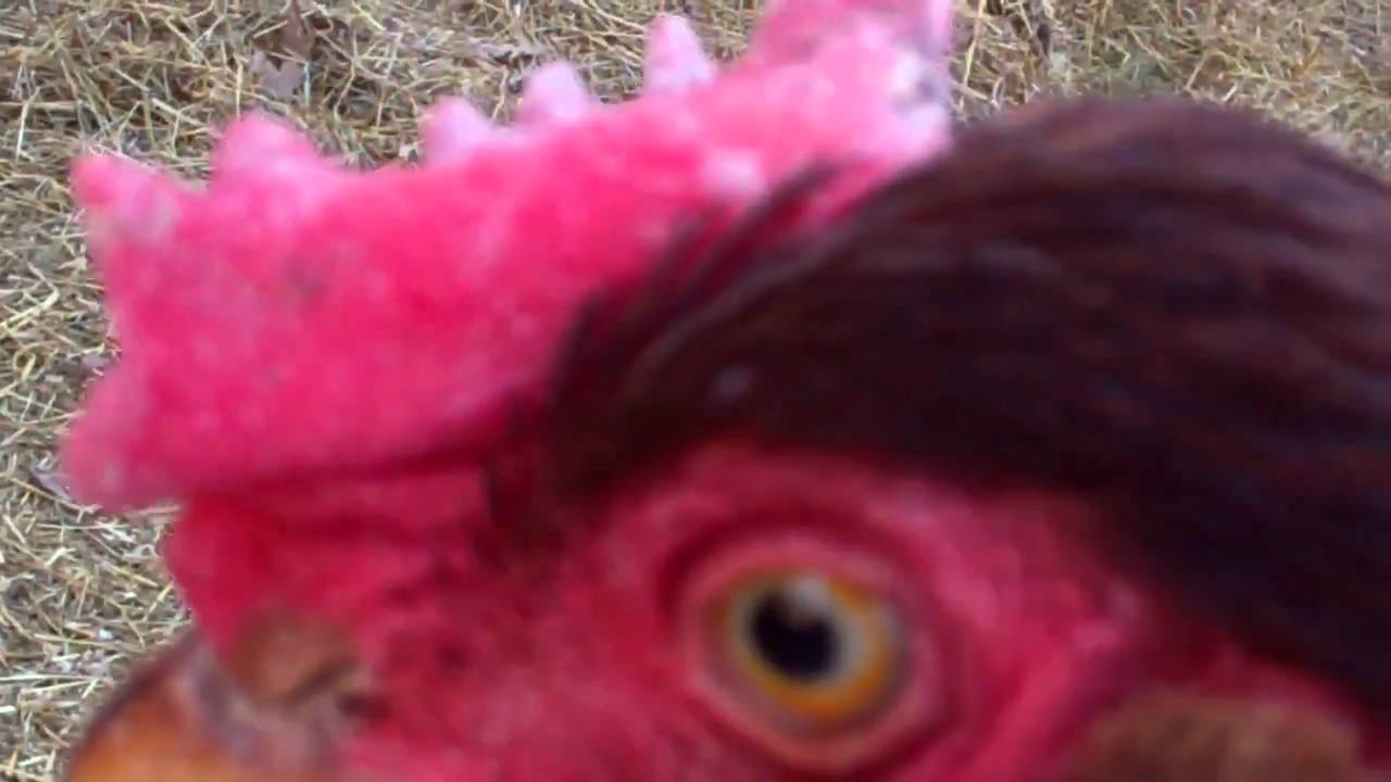 Chatty Chicken - YouTube