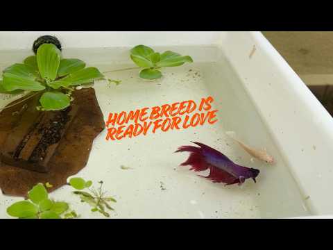 Our Home Breed Bettas Are Ready to Mate! Betta Breeding Journey Begin. Come Watch The Whole Process.