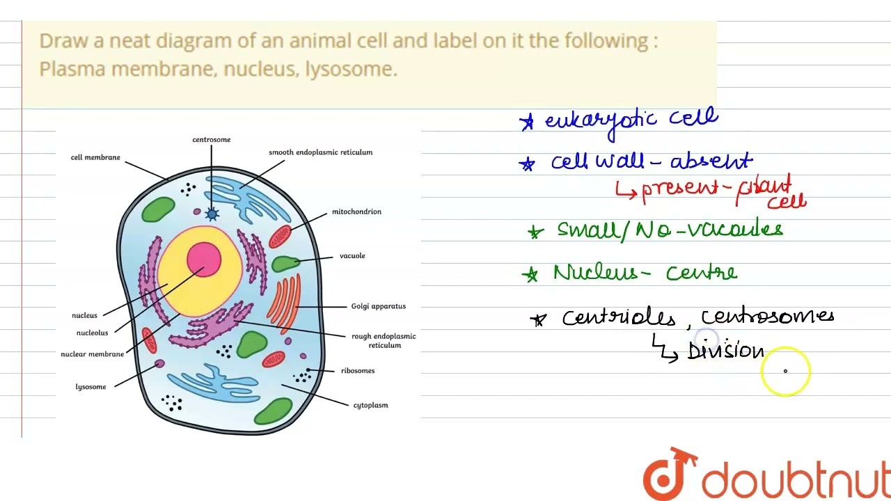 Plasma Membrane Animal Cell
