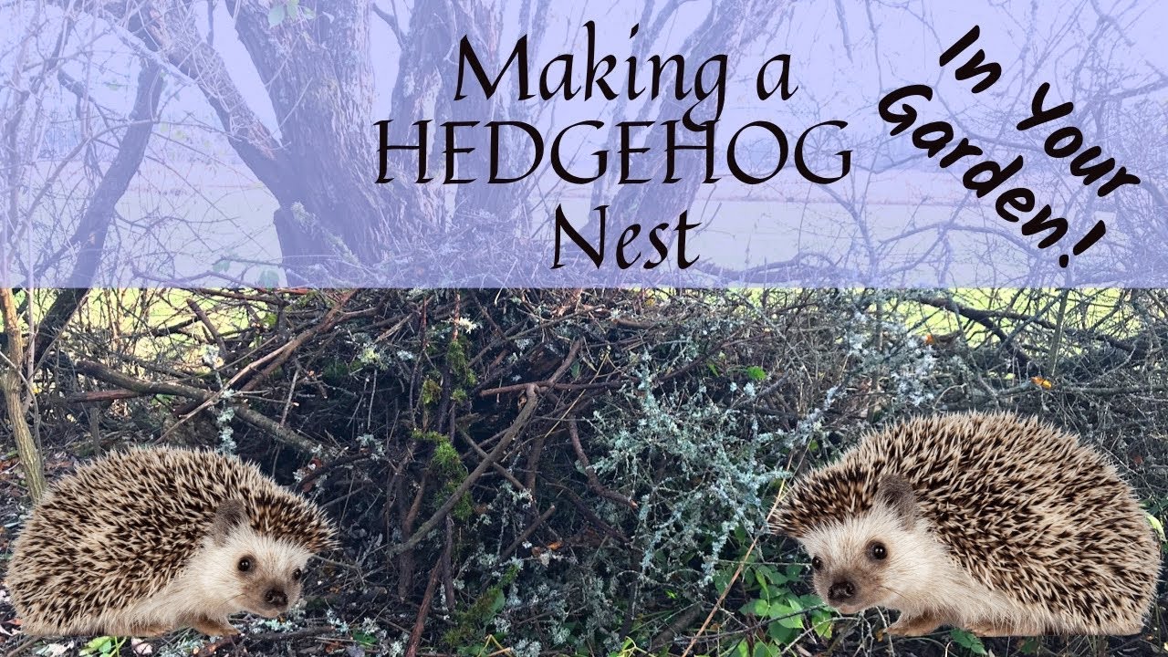 Making a HEDGEHOG nest in My Garden - YouTube