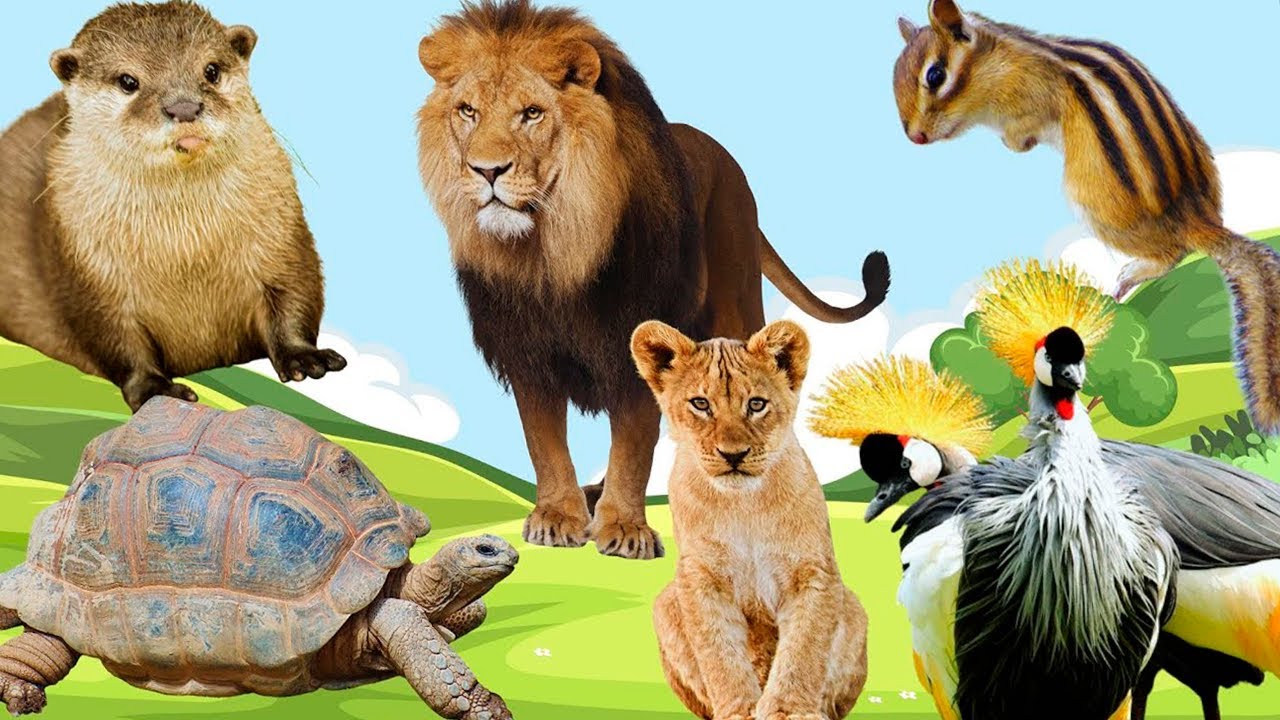 Cute Animal Sounds & Mellow Music: Crocodile, Eagle, Duck, Monkey ...