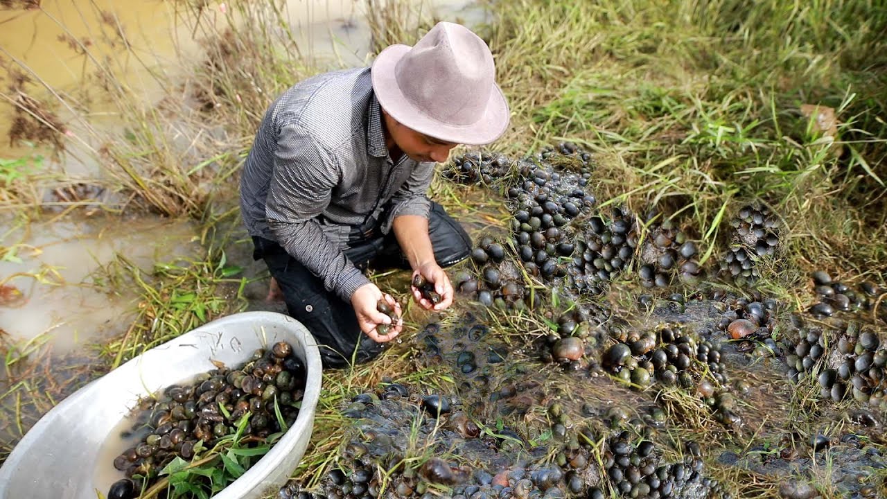 Survival Skill : Find plenty of snails in water flow by the rice field ...