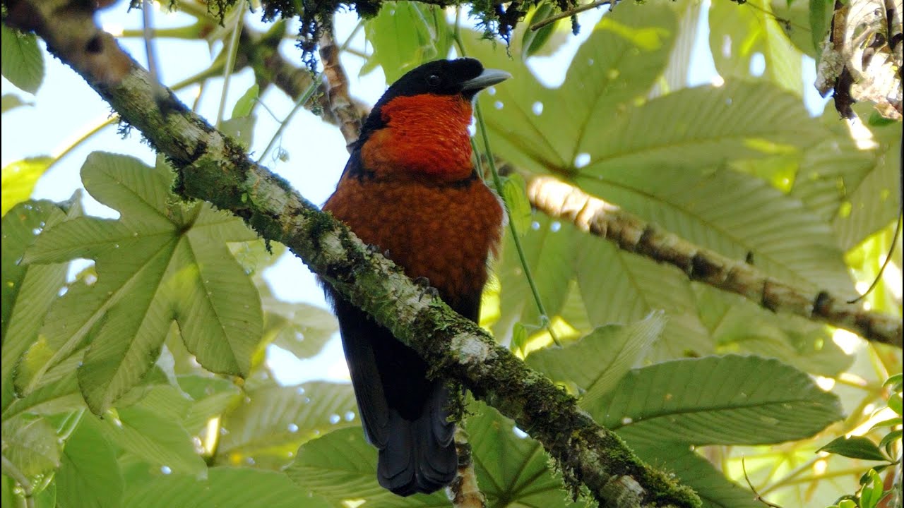 Red-ruffed Fruitcrow in Colombia - YouTube