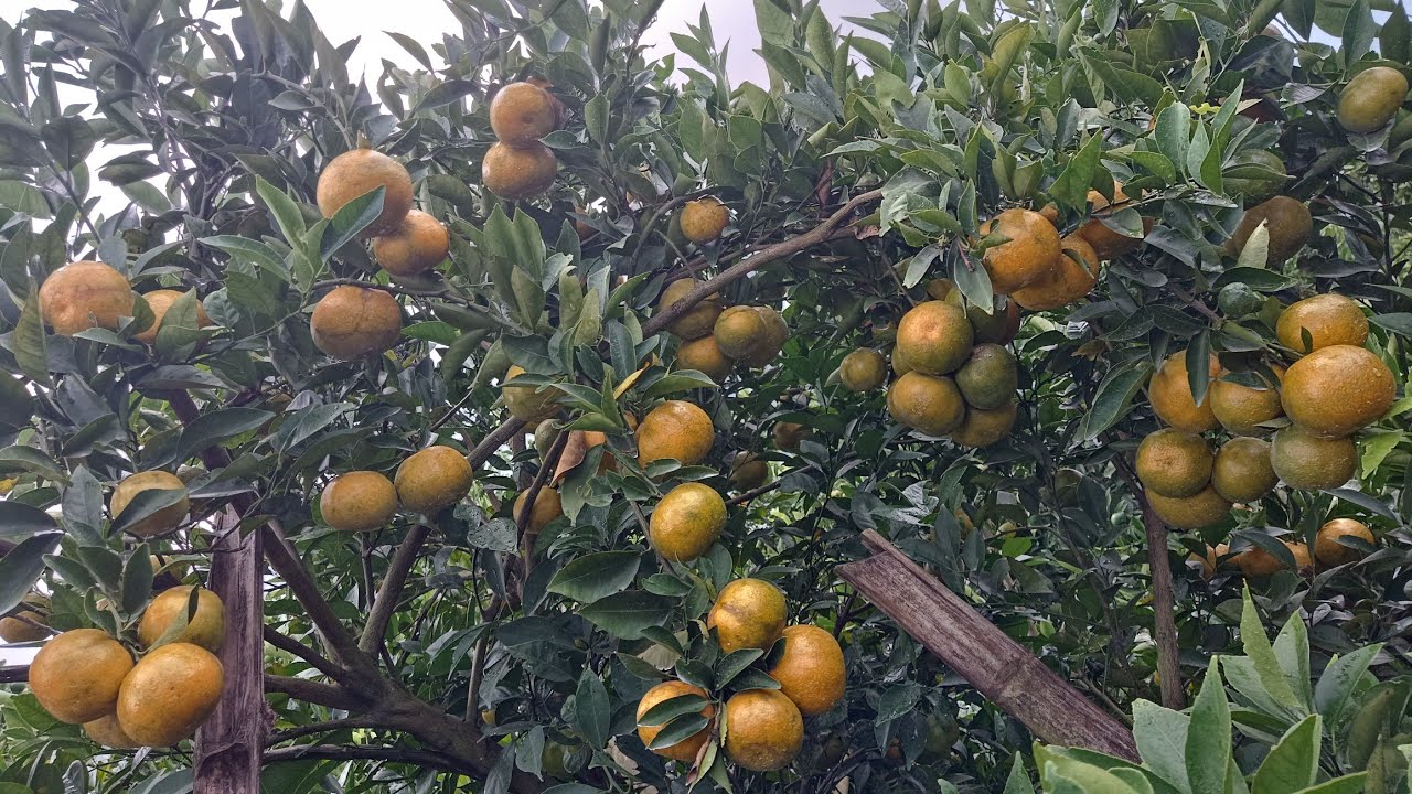 Lahan Jeruk Siem Menggunakan Paket Full PT. Bayer Indonesia, Hasilnya ...