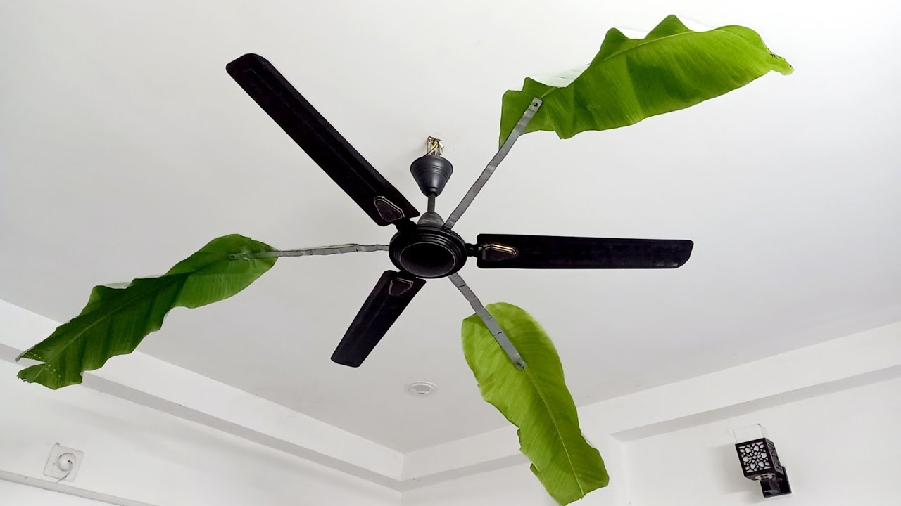 Electric Ceiling Fan Test with Tree Leaves 🍃 ~ Nature's Ceiling Fan⚡️ ...