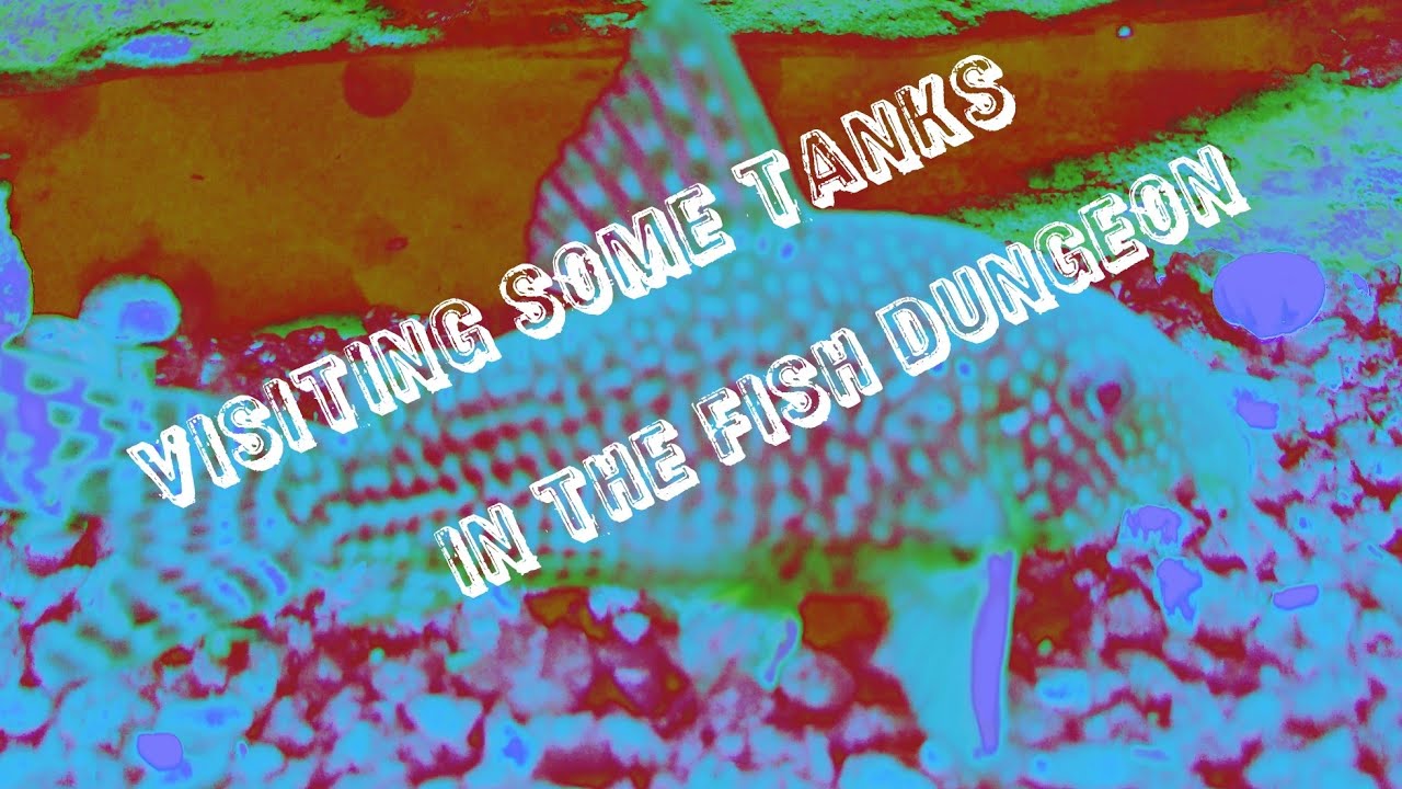 Quick tour around the fish Dungeon - YouTube