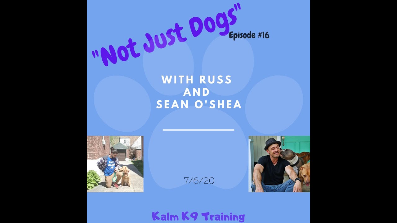 Not Just Dogs #16 Sean O'shea - YouTube