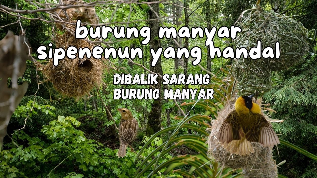 THE MANYAR BIRD THE PROPER WEAVER || BURUNG MANYAR SIPENENUN YANG ...