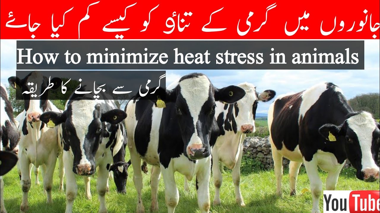 How to minimize heat stress in animals//Heat stress//Farm Management ...