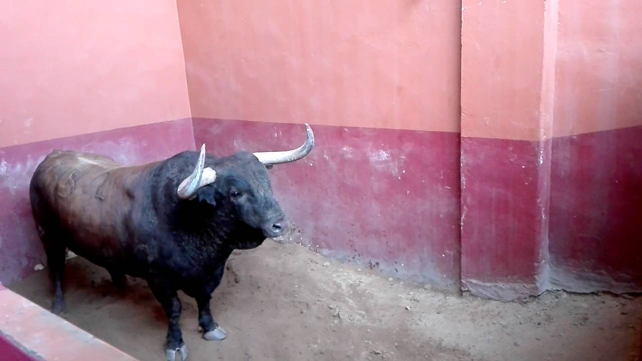 Pitarroso en el toril (Toro Enmaromado de Benavente 2016) - YouTube