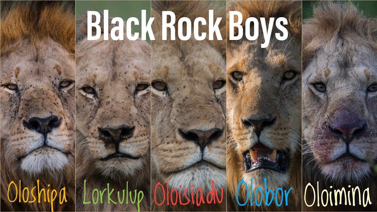 Black Rock Boys #BRB #lions - YouTube