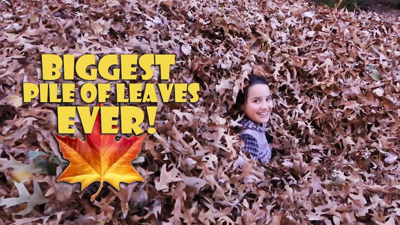 Biggest Pile of Leaves Ever 🍁 (WK 359.7) | Bratayley - YouTube