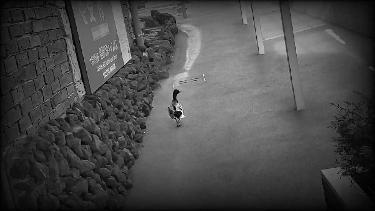 A Duck at Work - YouTube