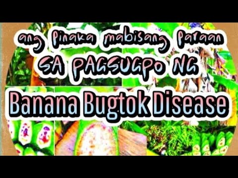 ANG PINAKAMABISANG PARAAN SA PAGSUGPO NG BANANA BUGTOK DISEASE ...