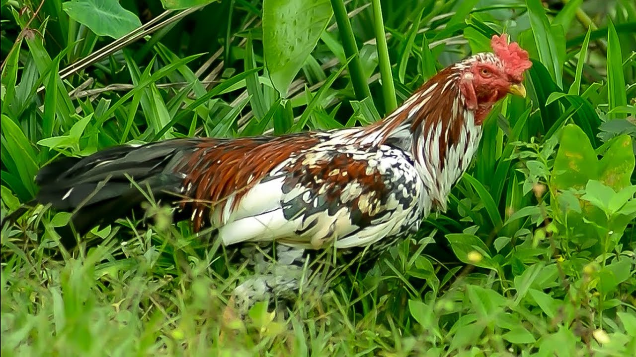 Wild fowl, rooster in the jungle - YouTube