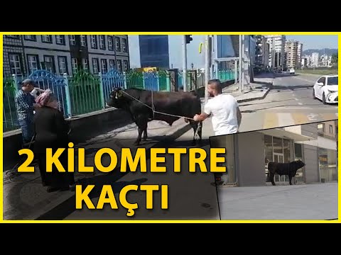 Rize'de 1 Saatlik 'Kaçan Boğa' Kovalaması
