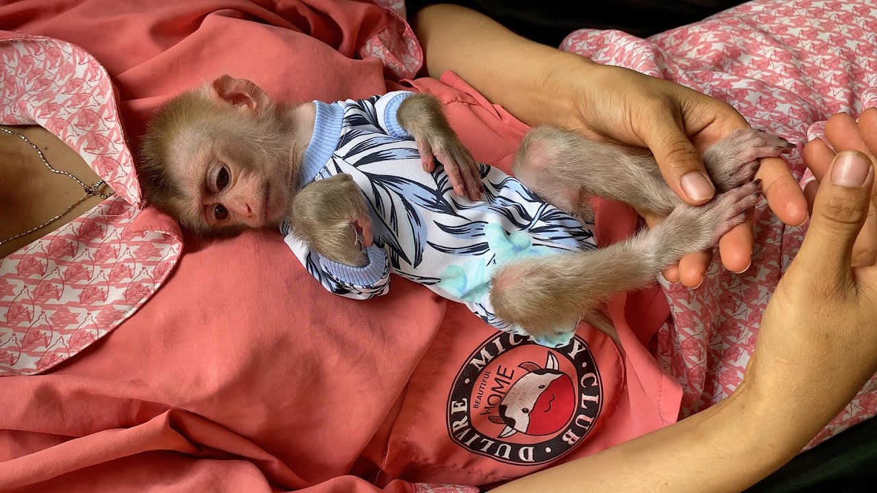 Monkey ZIM bathes, eats porridge and sleeps with mom | Zim Family - YouTube