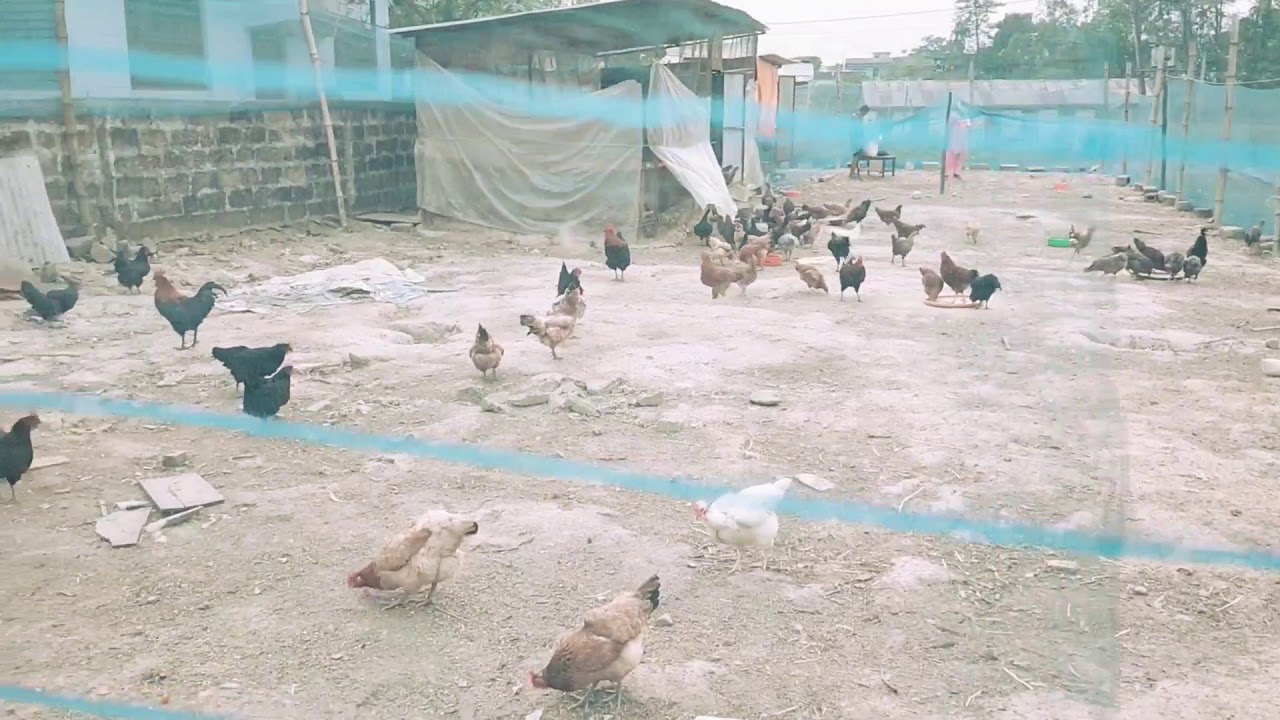 Hetauda chaughada कुखुरा फर्म makwanpur bagmati province - YouTube