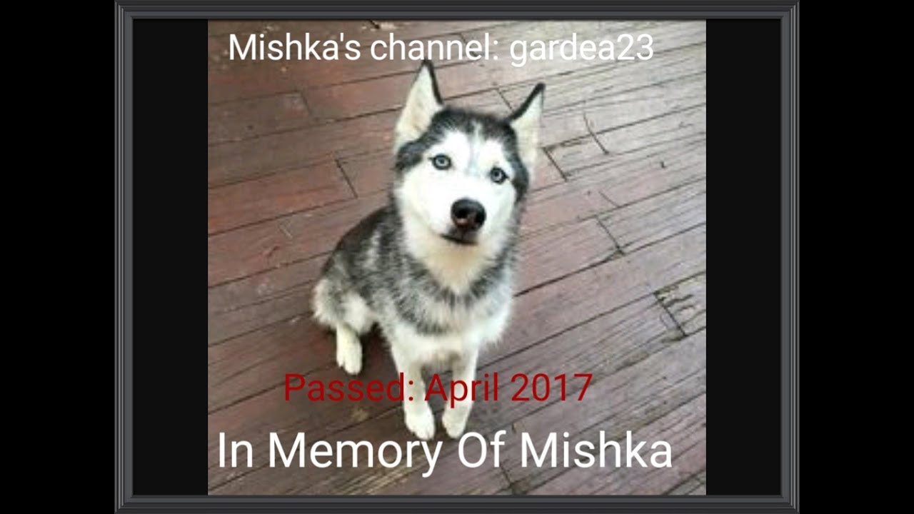 Mishka The Talking Husky Passes Away At 14 From Cancer Slideshow ...