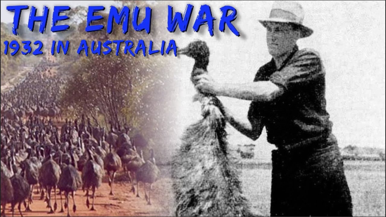 Australia's Bizarre Battle: The Emu War Unveiled | The Untold Story of ...