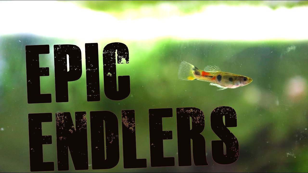 Rare Staeck Endlers - tropical fish unboxing - YouTube
