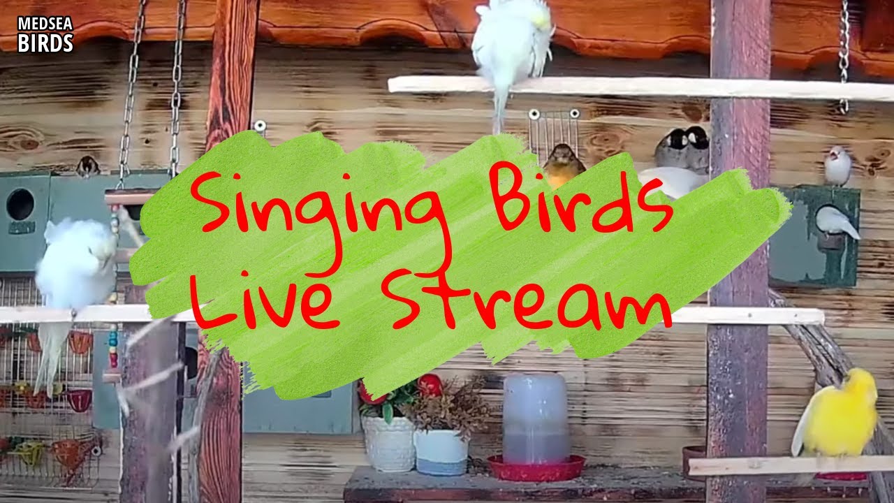 Morning Birds Live Stream - YouTube