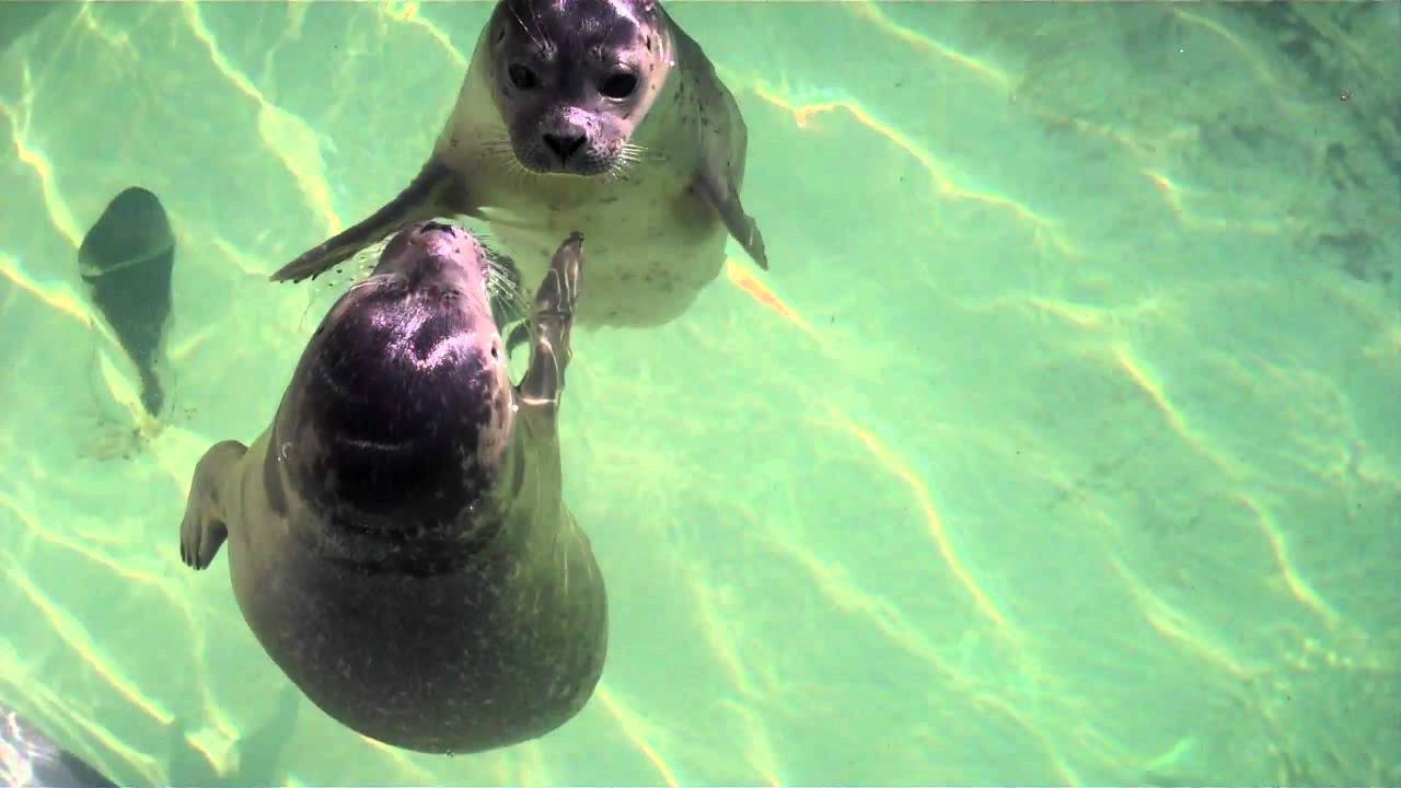 Seals Hugging - YouTube