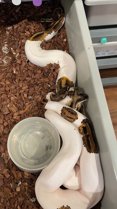 Python lock! Again. - YouTube