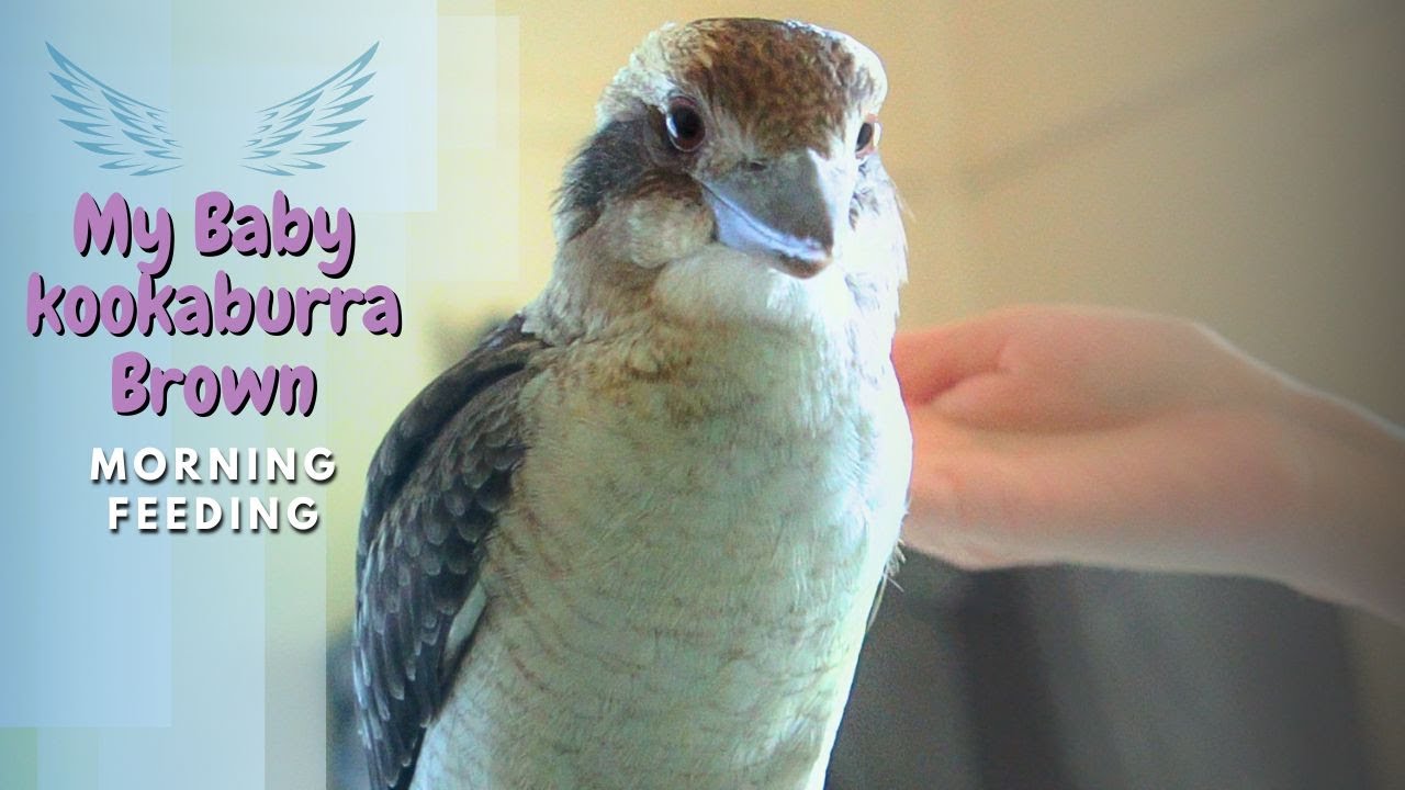 Feeding Baby Kookaburra Brown On My Hand 野生のクカバラ子供手乗り餌付けに成功 Australia ...