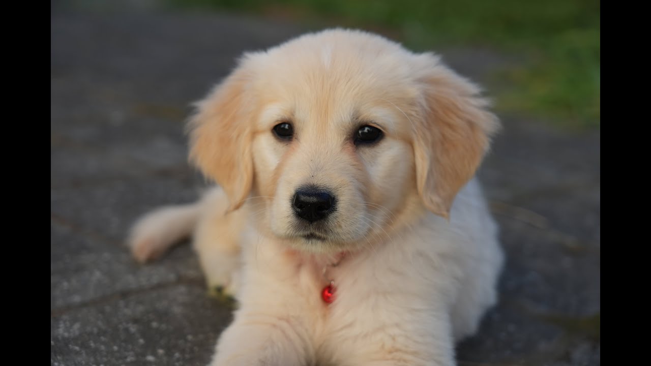 JUNE IS GROWING UP| 10 Weeks old Golden retriever puppy moments | Cute ...