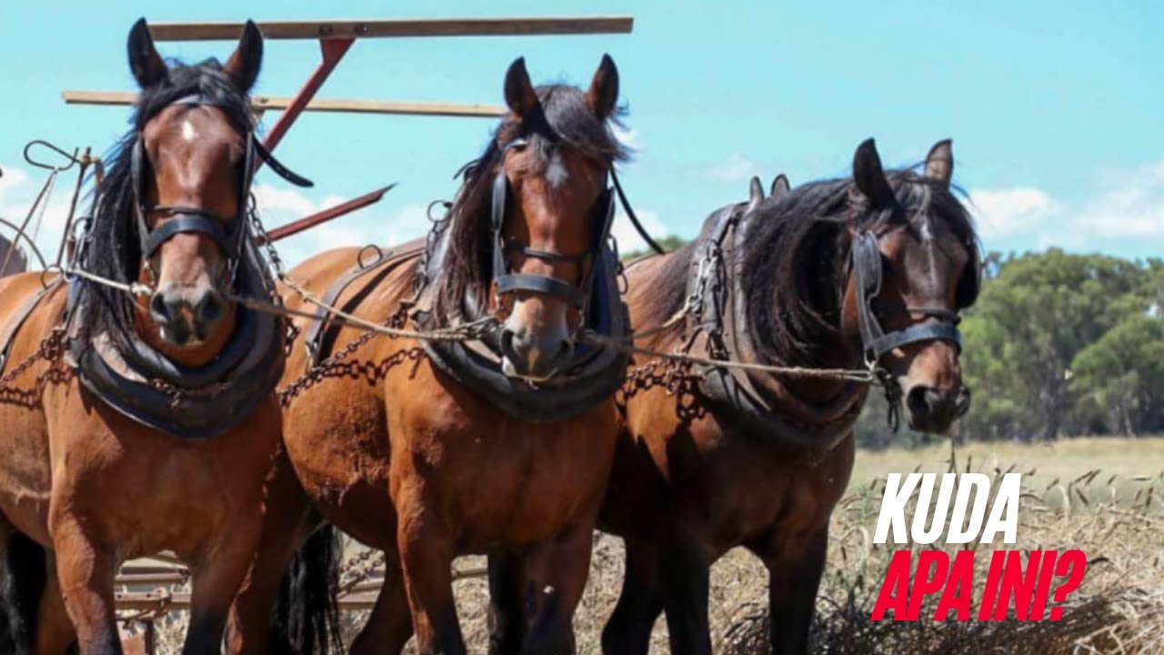 Kuda Paling Kuat di Dunia - Ukurannya Tak Pernah Terbayangkan ...