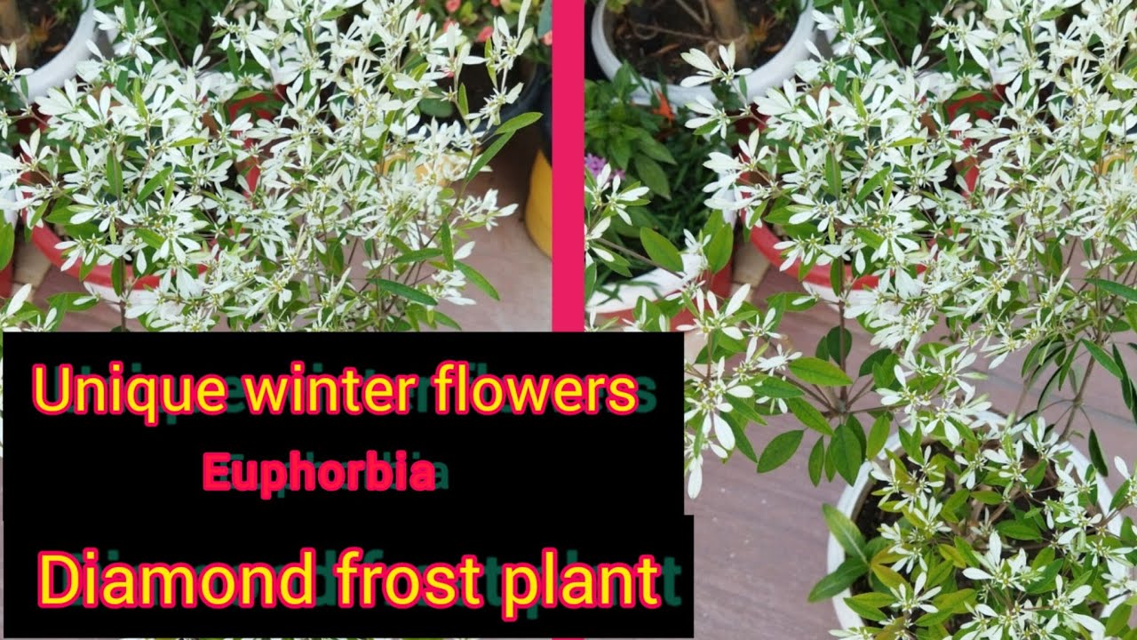 White Christmas Bush / Euphorbia diamond frost /Snow flakes winter ...