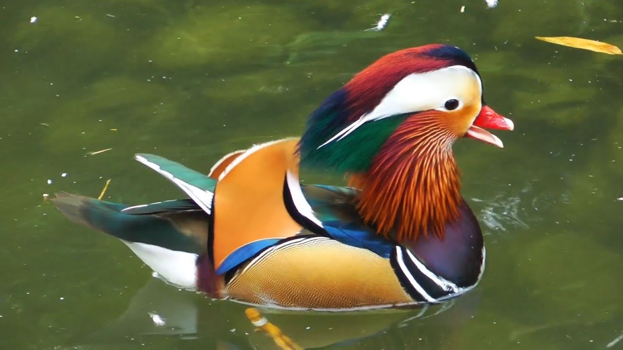 Ducks in Action - Wonderful Animals! - YouTube