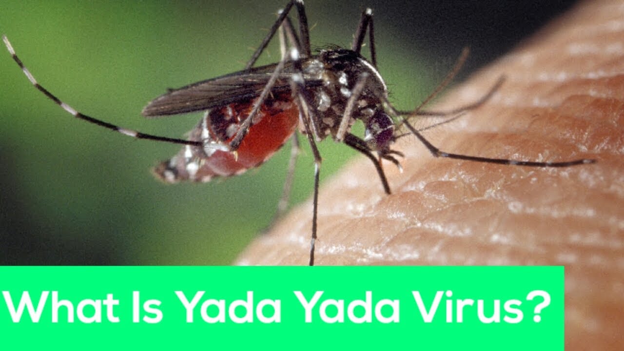 What is yada yada virus? | Yada Yada Virus In Australia current affairs ...