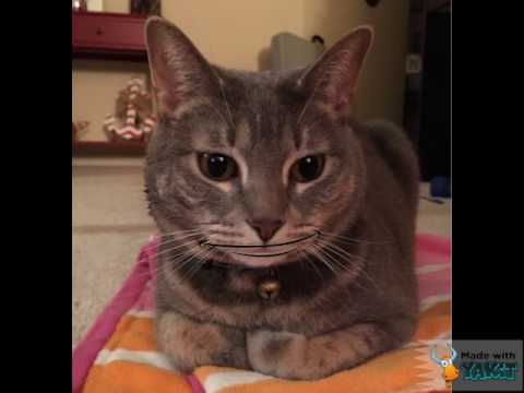 YakIt Kids Homework Directions - YouTube