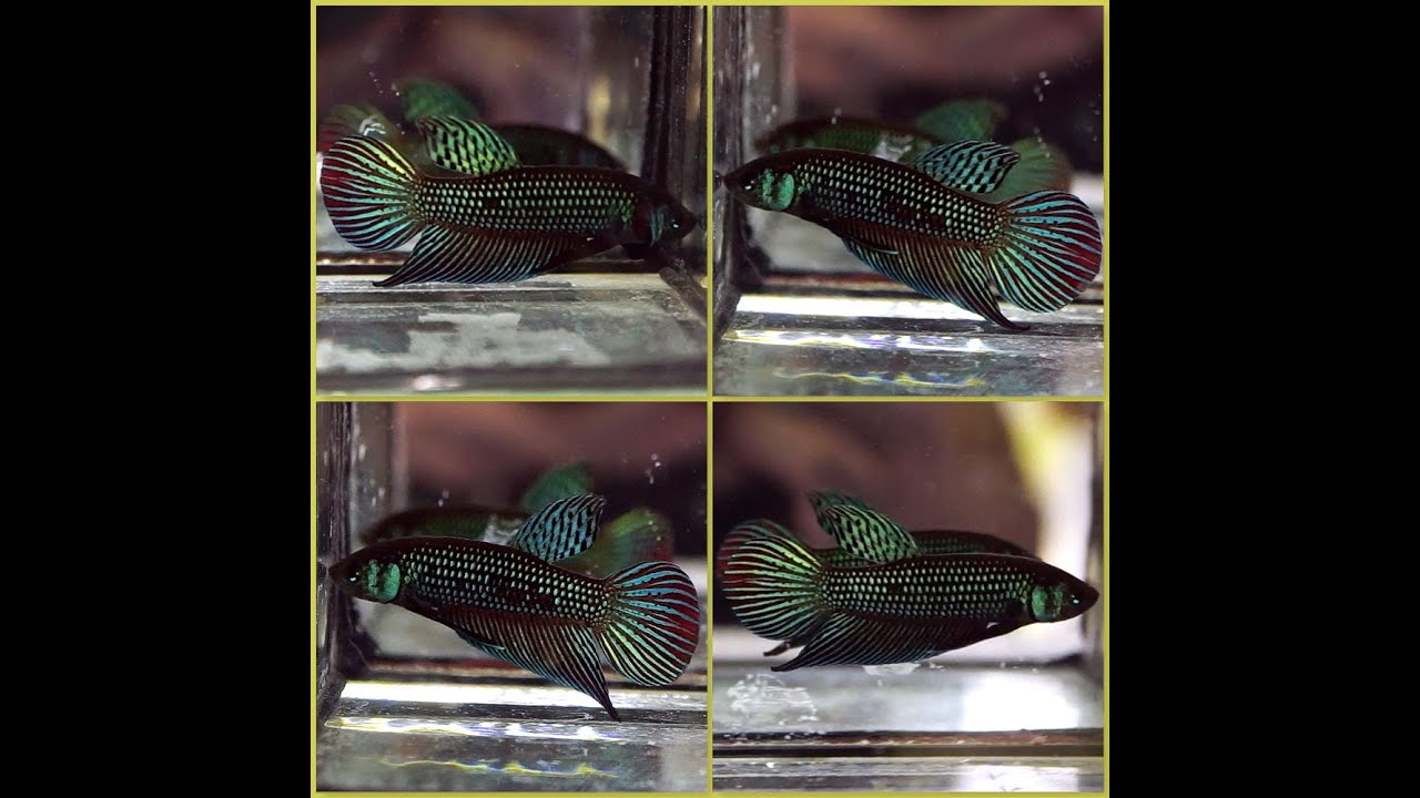 Betta Fish HYBRID WILD BETTA ALIEN GREEN Male J494 - YouTube
