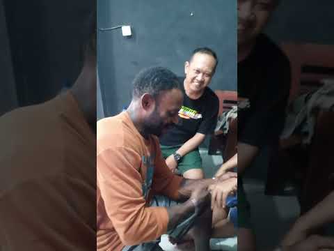 khasiat Minyak Lintah Daun bungkus Papua
