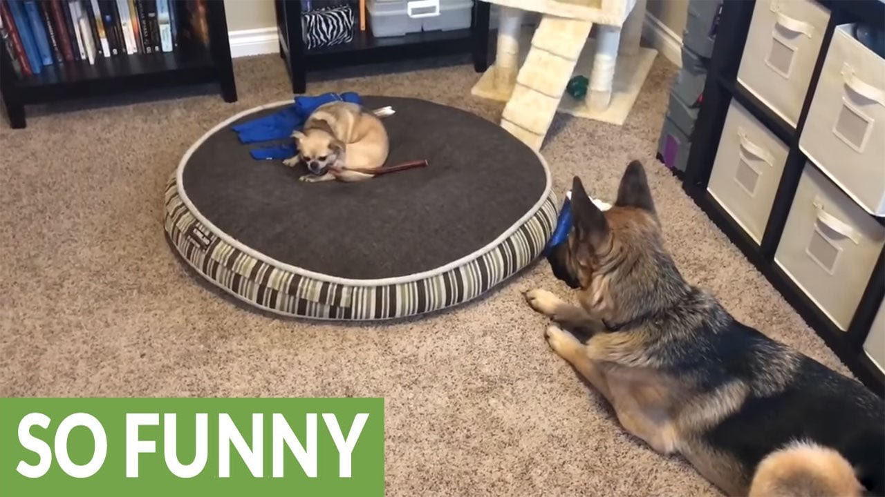 Most passive aggressive dog bone fight ever - YouTube