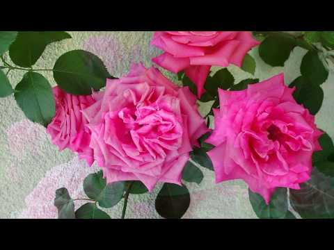 Послушайте эту сказочно красивую и чарующую песню!!! Mahir Palos — Mirisu li nase ruze