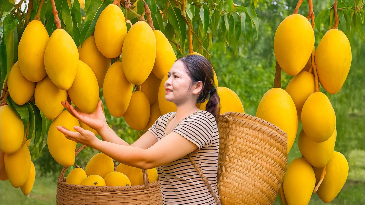 Harvesting Yellow Mangoes to Sell at the Market | Poor Girl’s Peaceful ...