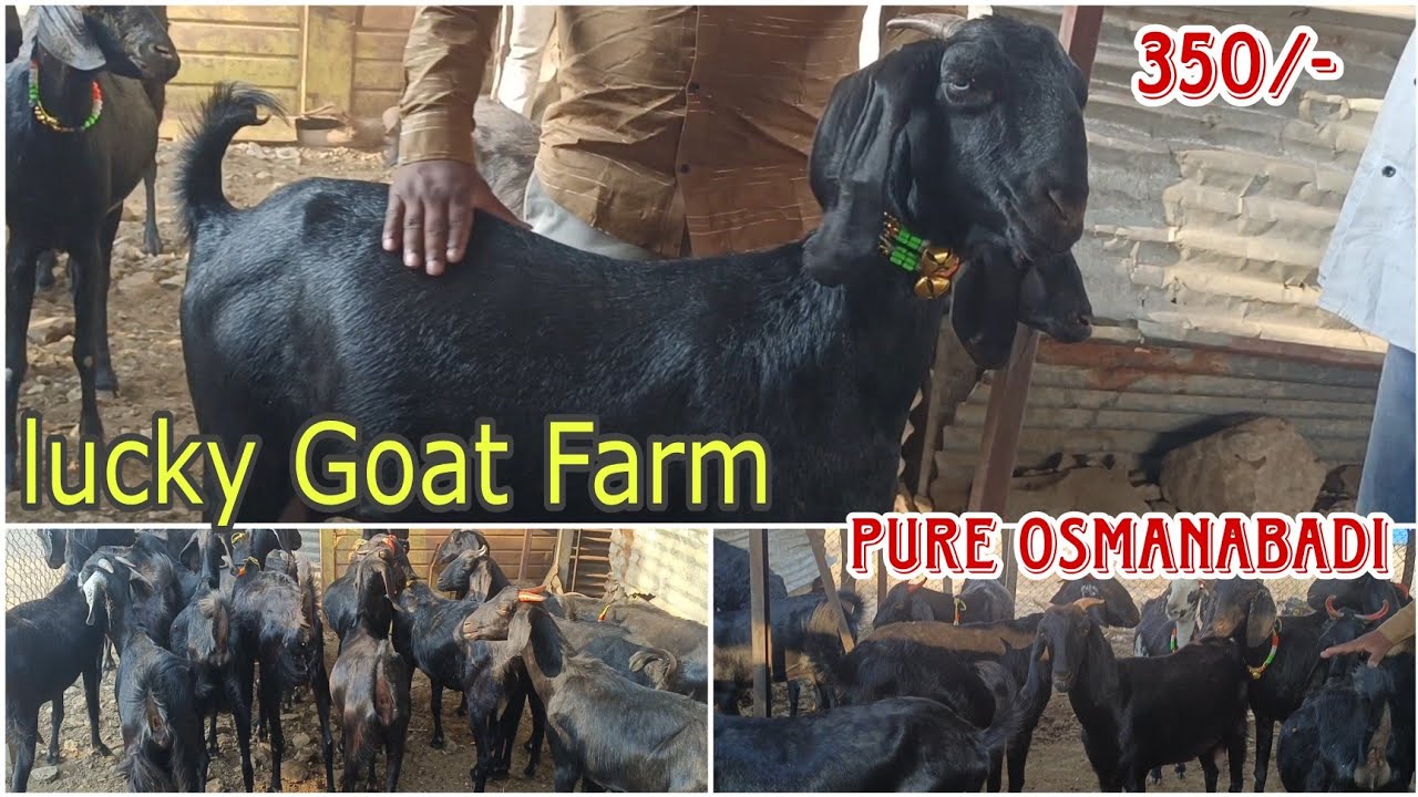 Pure Osmanabadi Goat Ki Pehchan | Lucky Goat Farm Vairag - YouTube