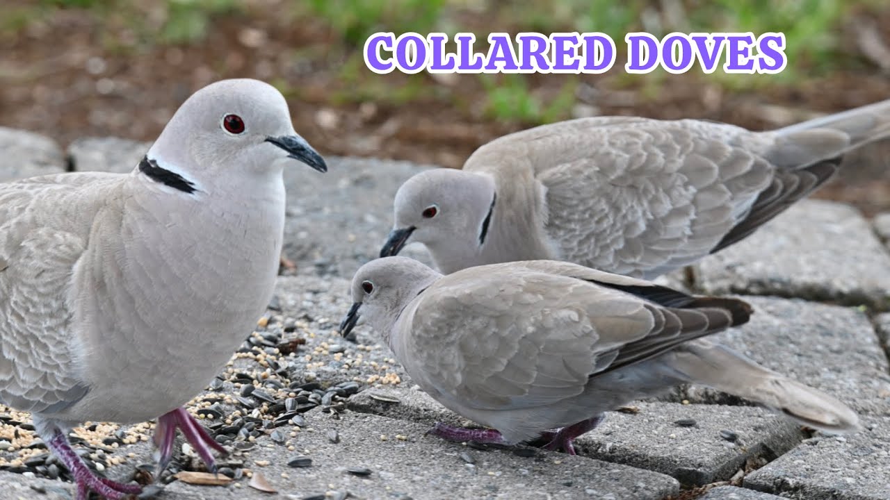 It was a pleasure watching these beautiful collared doves on St. Simons ...