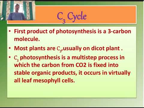 Photosynthesis ( C3 cycle or Calvin cycle) - YouTube