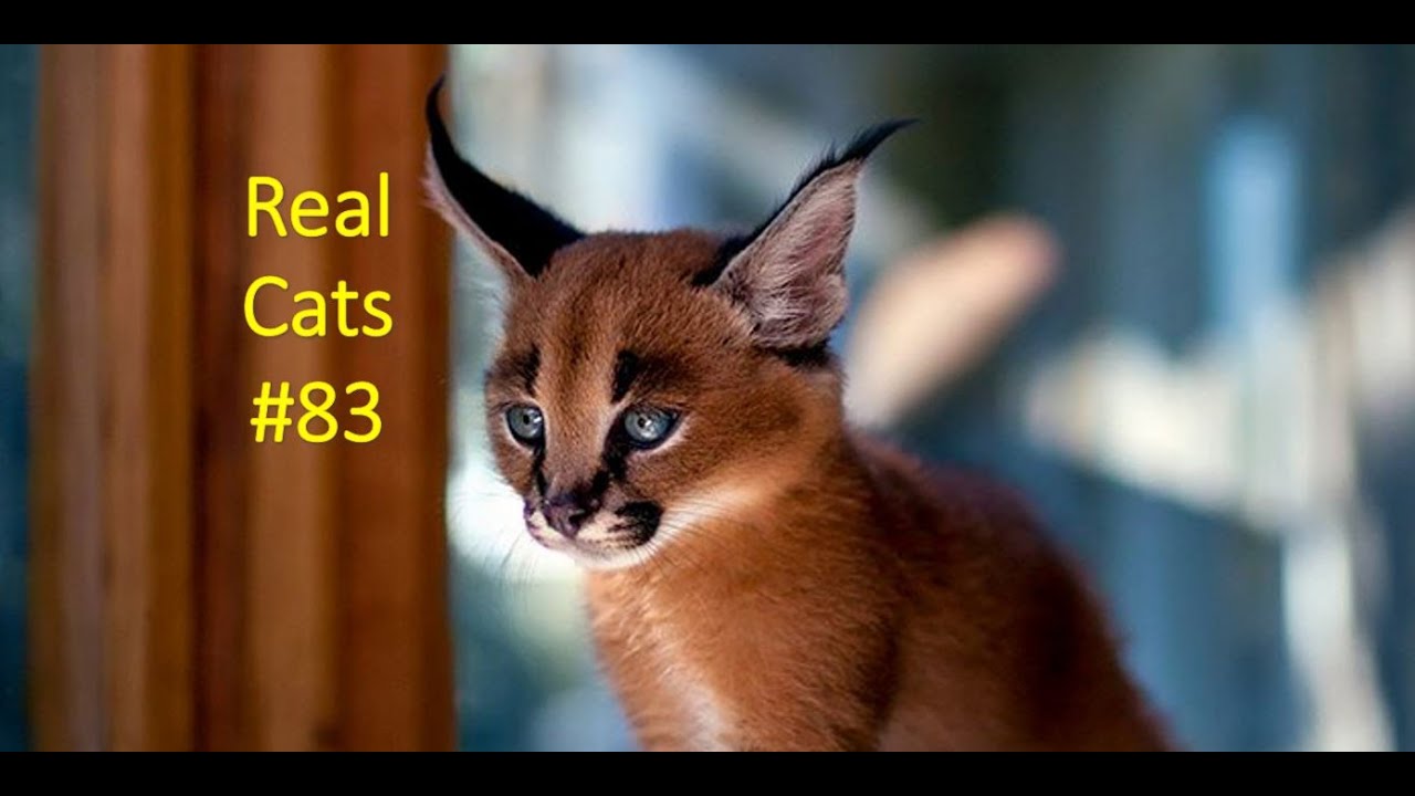 Real Cats #83 - YouTube