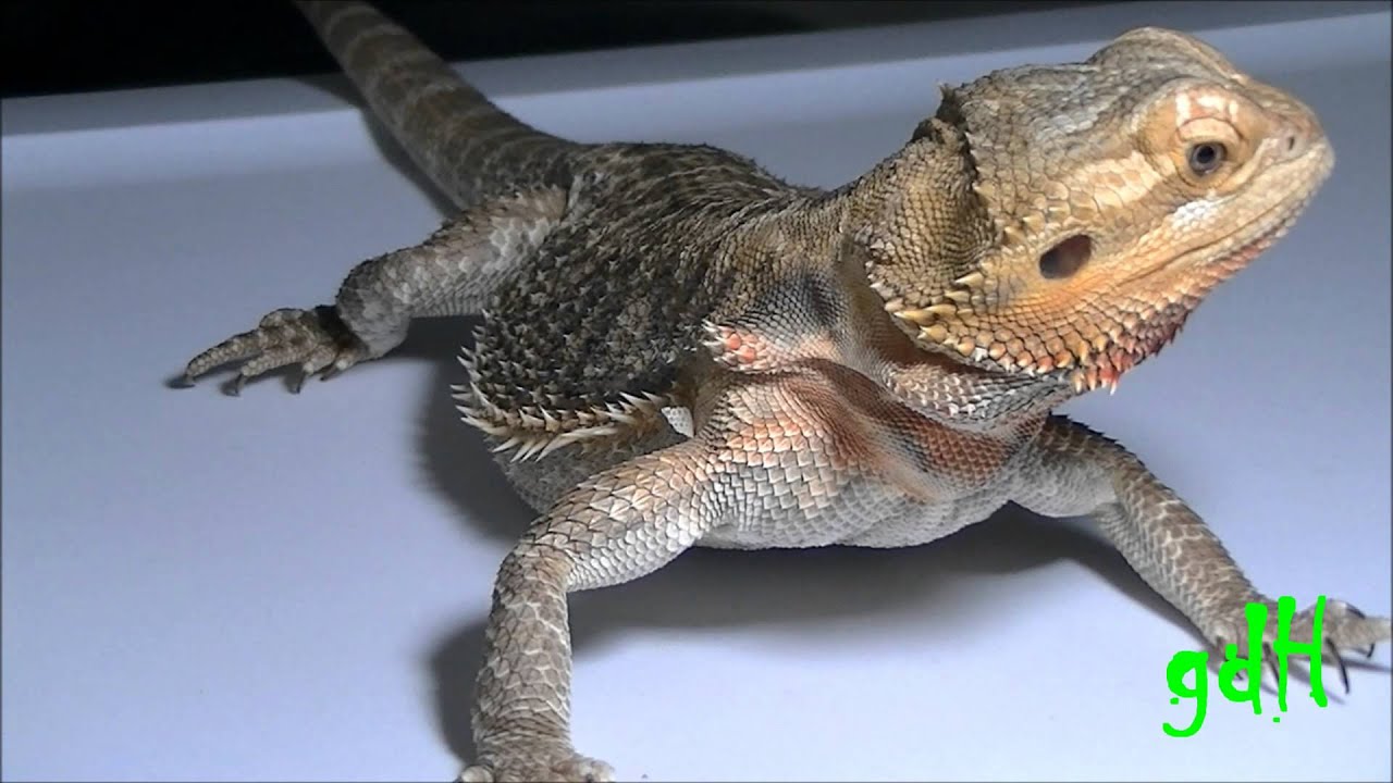 Scary Bearded Dragon creature and bearded dragon talk - YouTube