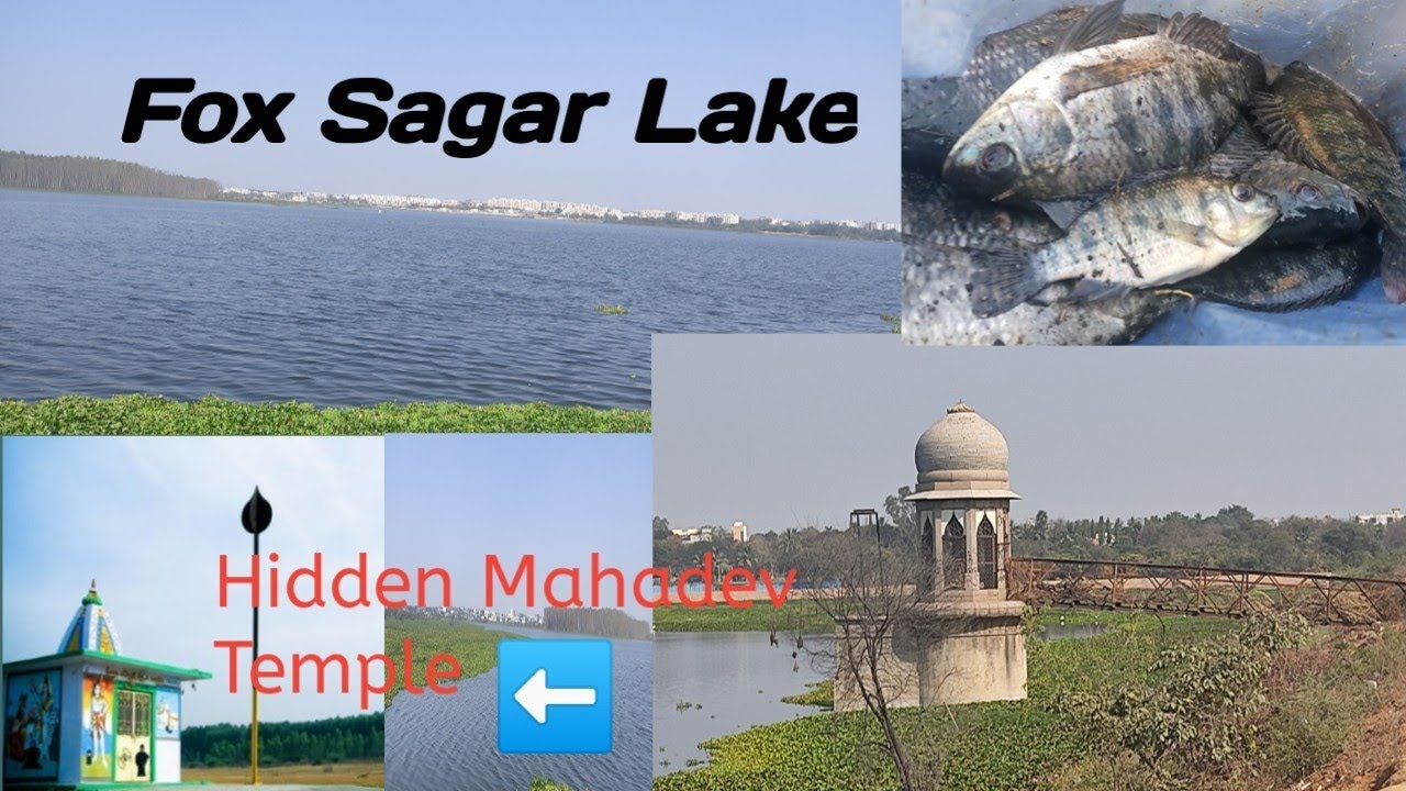 Fox Sagar Lake💙#oknavya #india #foxsagarlake #lakeview #birds #fishing ...